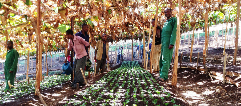 Hambela: A New Ethiopian Origin By Evan Gilman | Royal Coffee