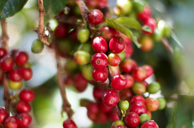 Papua New Guinea Nebilyer Valley A/X (nebilyer) | Royal Coffee