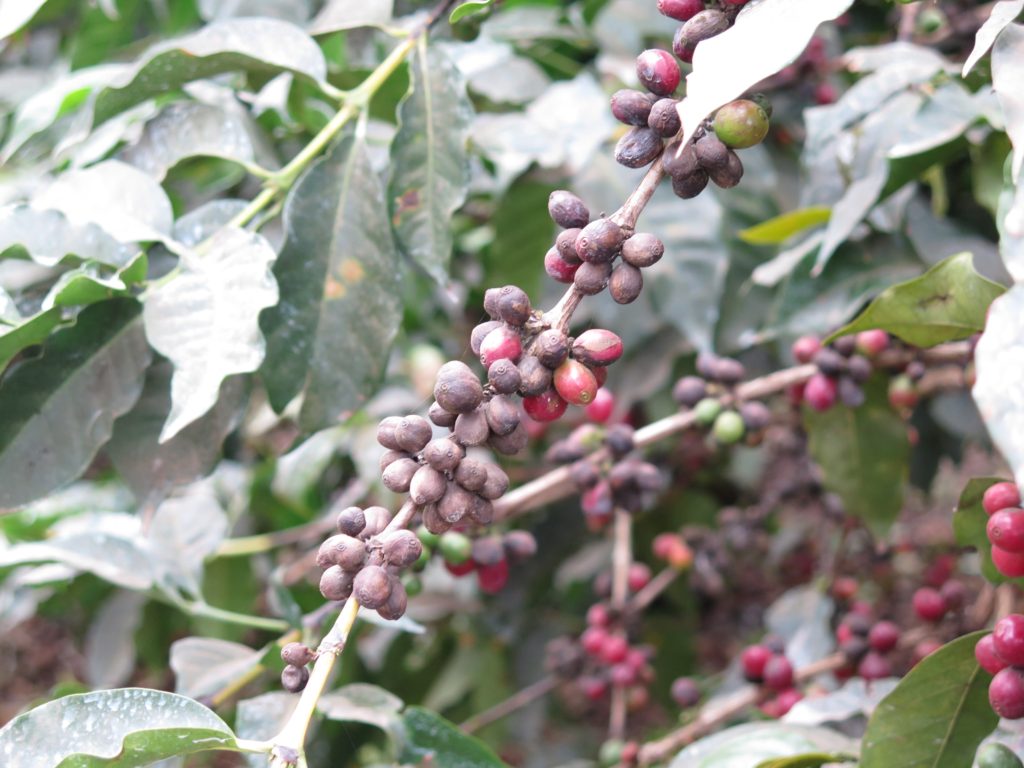 Molds, Mycotoxins, And Coffee - Part I Of II | Royal Coffee