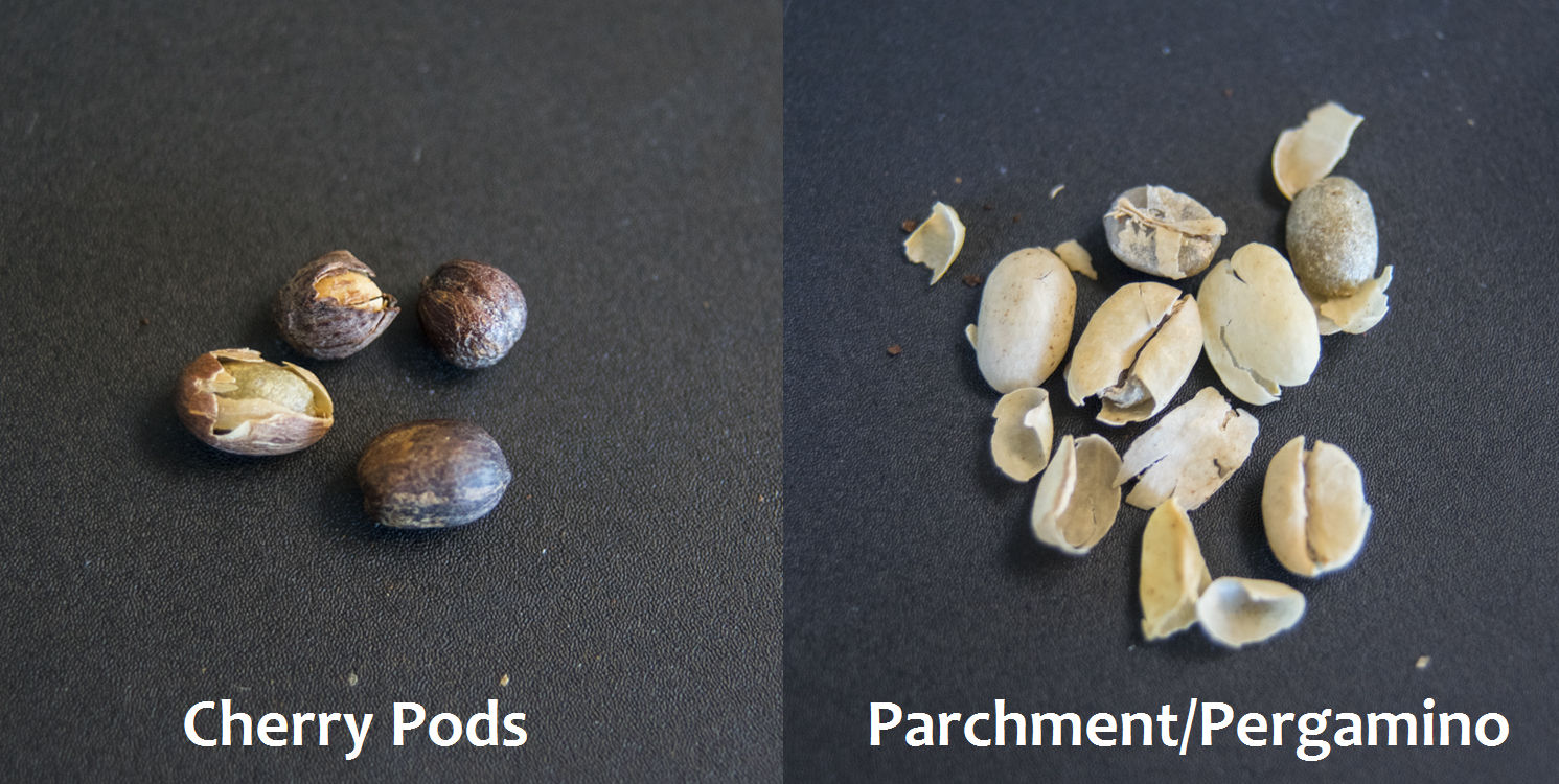 Green Coffee Analytics Part III - Visual Defects | Royal Coffee