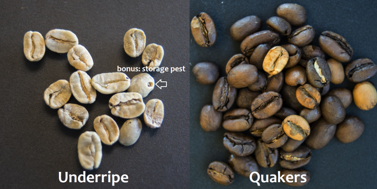Green Coffee Analytics Part III - Visual Defects | Royal Coffee