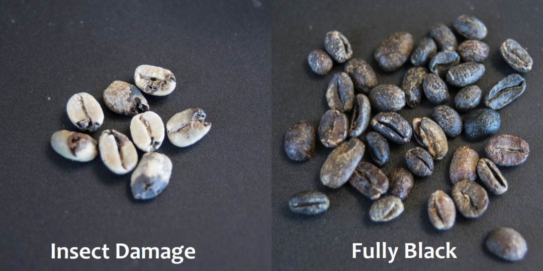 Green Coffee Analytics Part III - Visual Defects | Royal Coffee