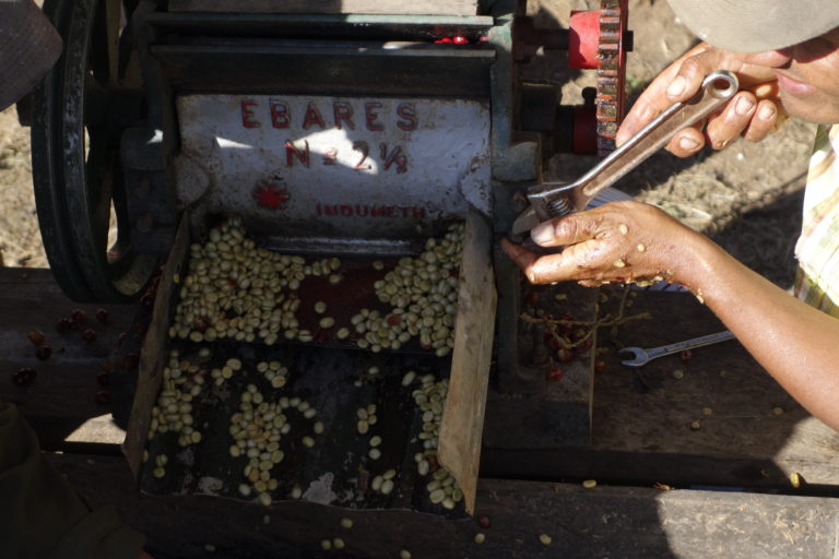 Hybrid Processing Methods | Royal Coffee