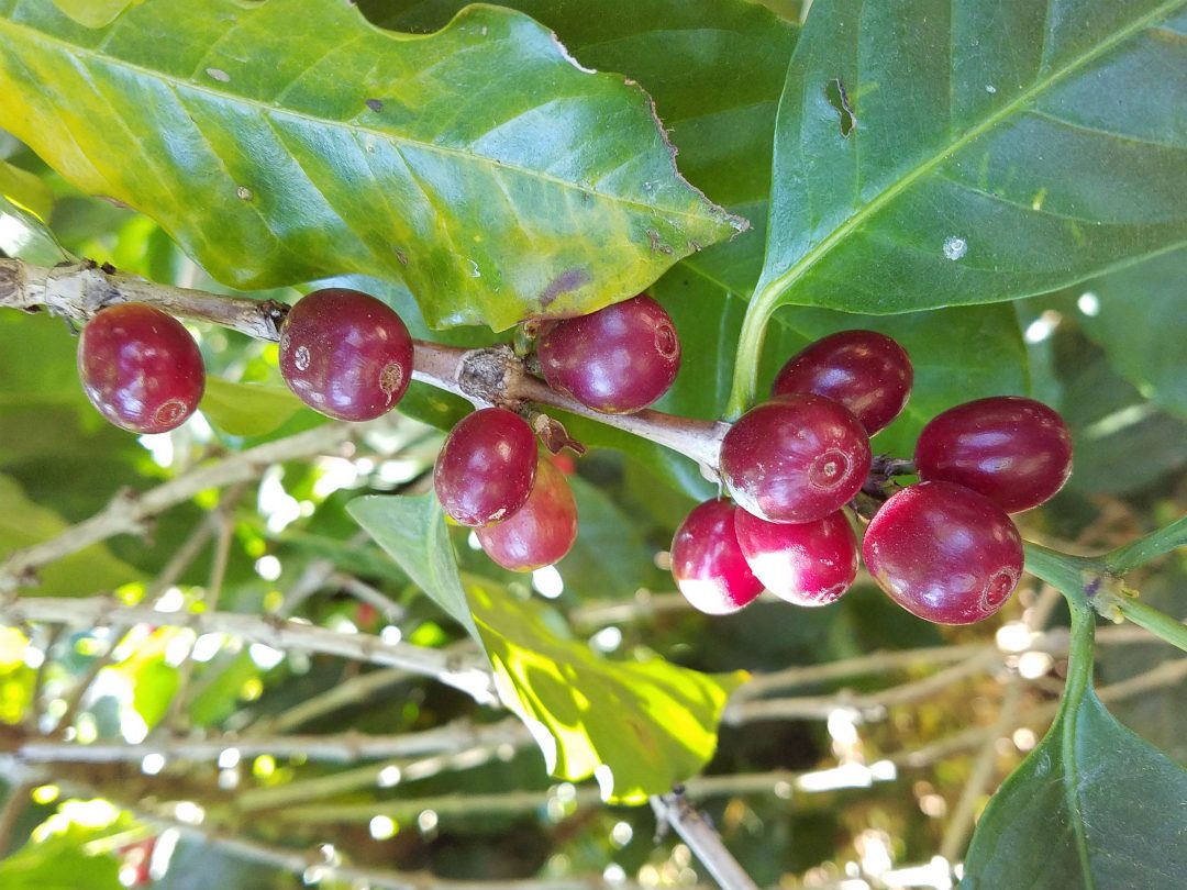 Ethiopia Guji 4 Natural - 33272-7 - SPOT COSEATAC | Royal Coffee