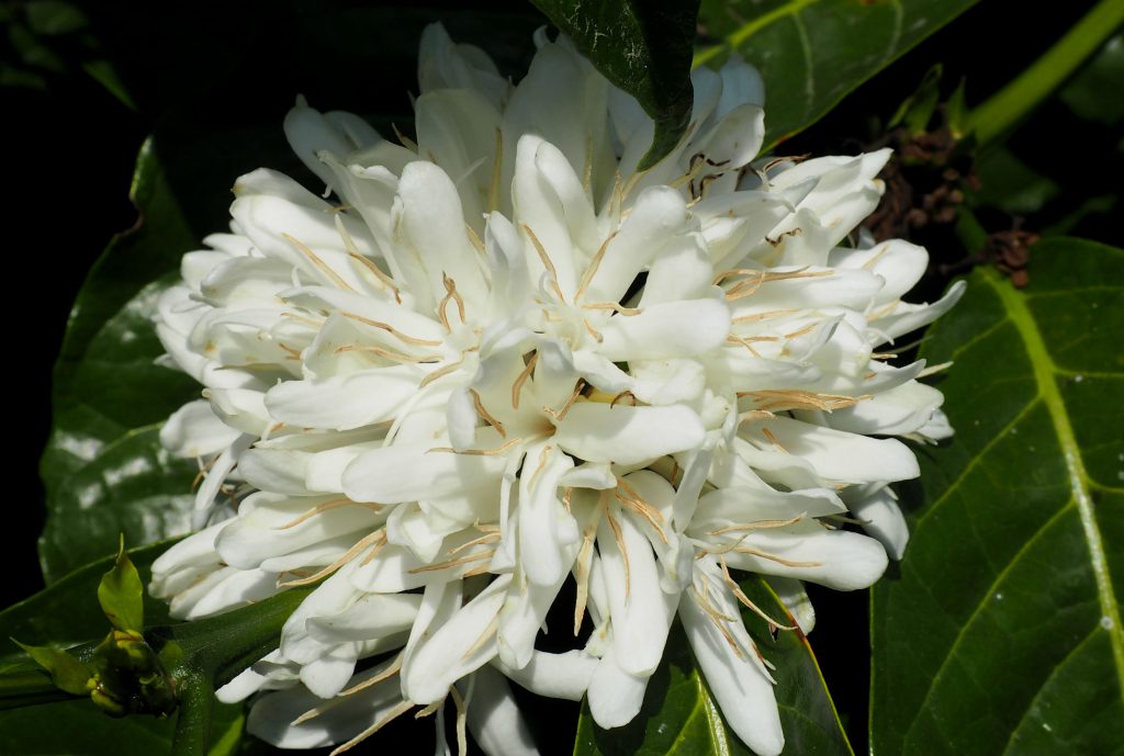 INDIA ORGANIC ROBUSTA CHERRY A - 31879-1 - SPOT COSEATAC | Royal Coffee