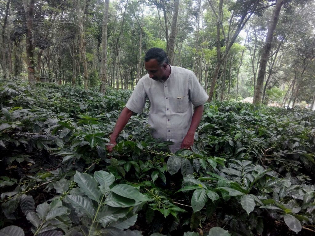 INDIA ORGANIC ROBUSTA CHERRY A - 31879-1 - SPOT COSEATAC | Royal Coffee