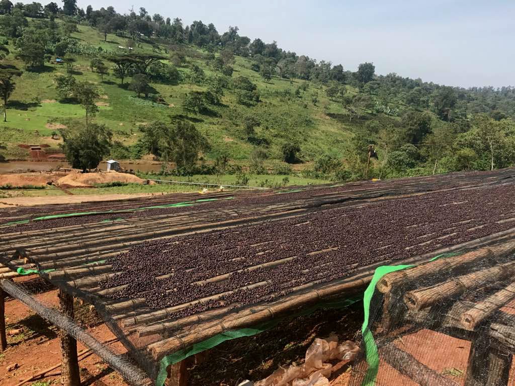 ETHIOPIA GUJI 3 NATURAL ORGANIC KAYON MOUNTAIN SPECIAL PREP - 35507-2 - GrainPro Bags - SPOT ...