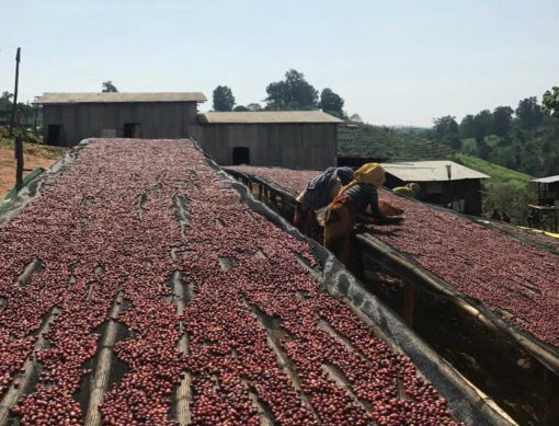 ETHIOPIA GUJI 3 NATURAL ORGANIC KAYON MOUNTAIN SPECIAL PREP - 35507 - GrainPro Bags - SPOT ...