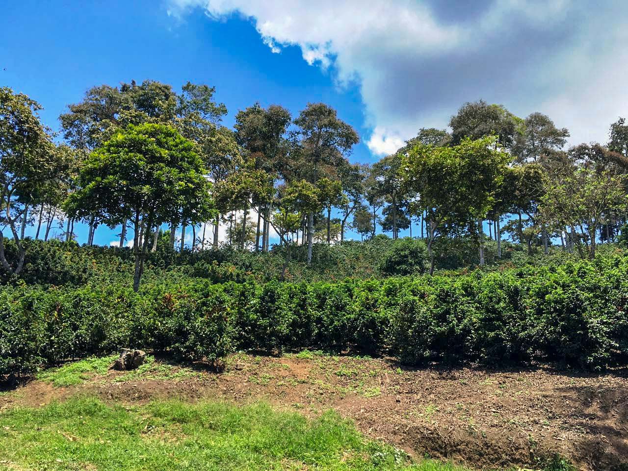 Bourbon's Botanical Origins And The Evolution Of Laurina | Royal Coffee