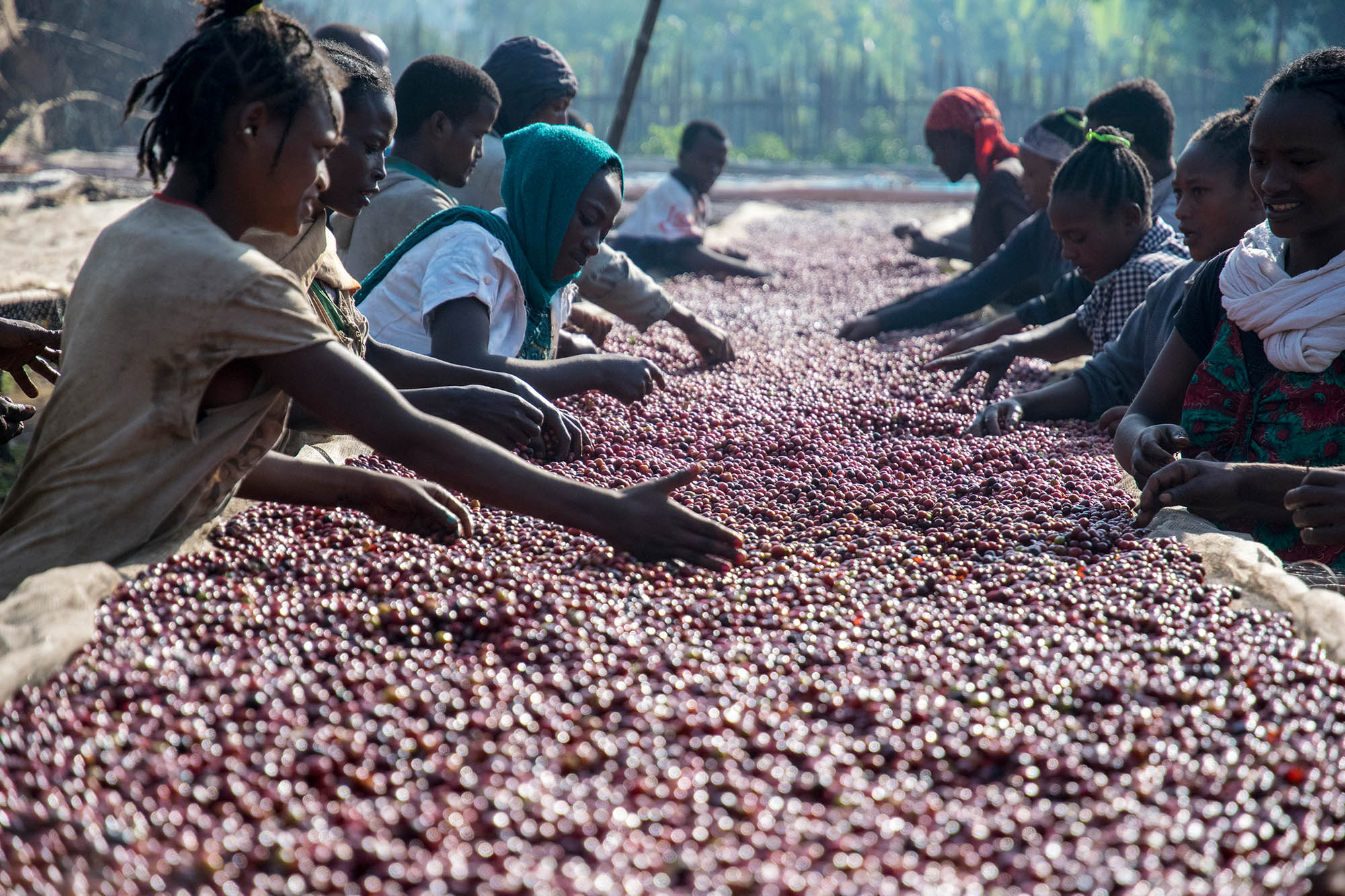 Exchange Is The Only Constant: The Evolution Of Ethiopia's Commodity ...