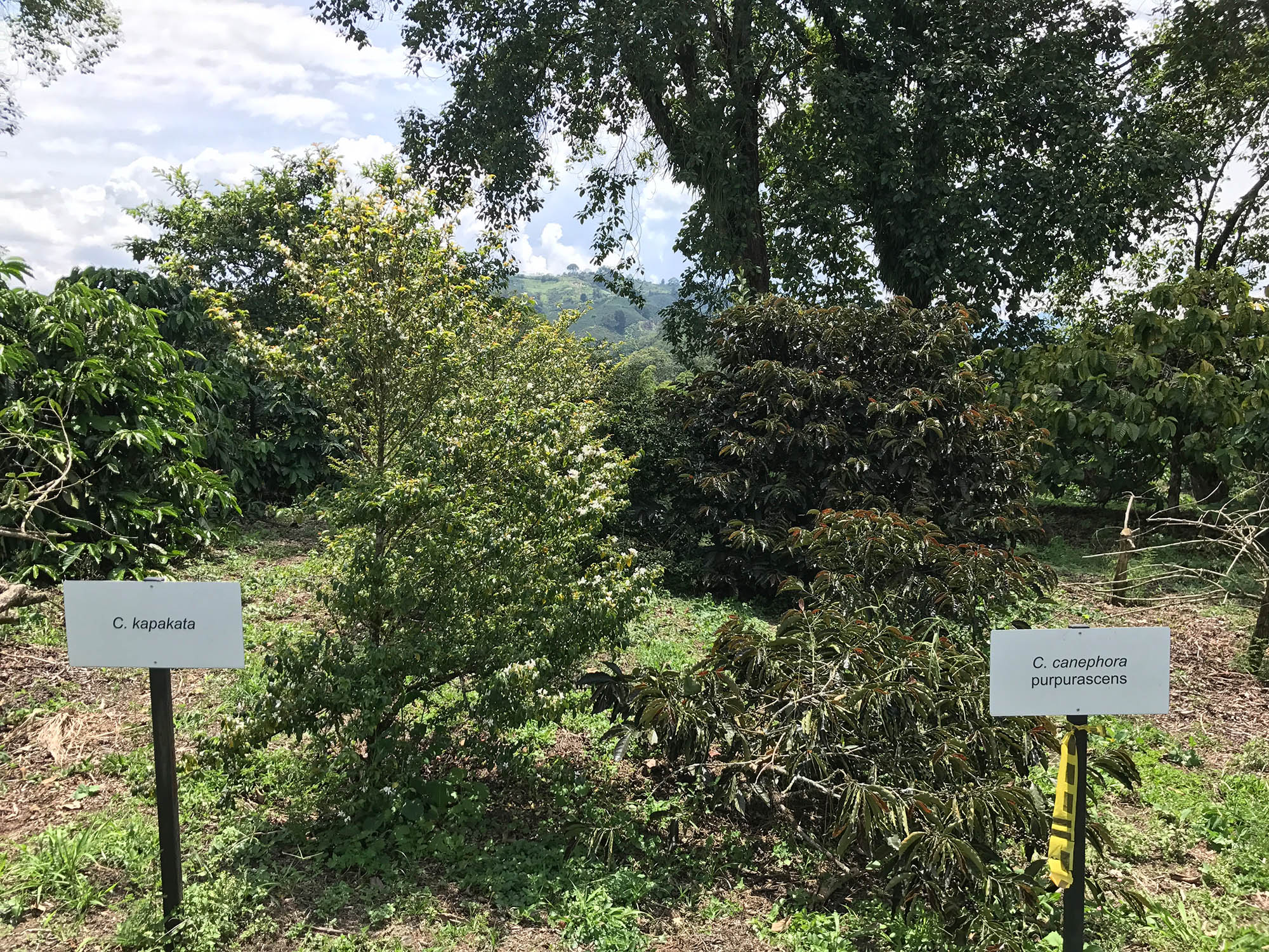 Exploring The Wide World Of Coffee Agronomy Research At Origin | Royal ...
