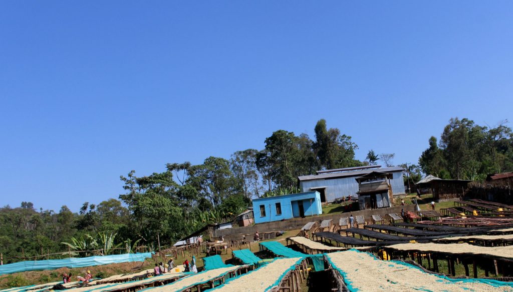 Ethiopia Yirgacheffe 2 Washed Aricha - 33771 - GrainPro Bags - SPOT ...