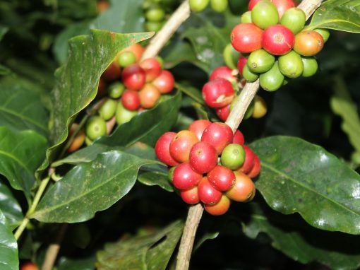 Are Bees Responsible for Better Quality Coffee? | Royal Coffee