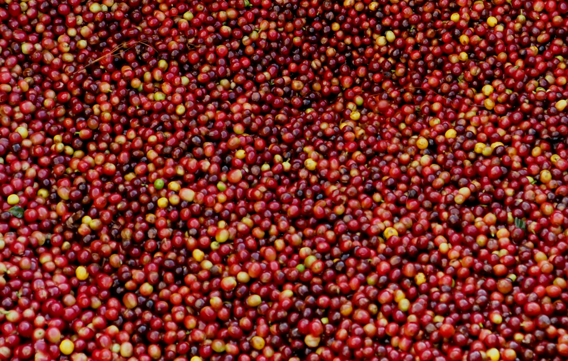 Unpacking The Specialty Coffee Transaction Guide | Royal Coffee