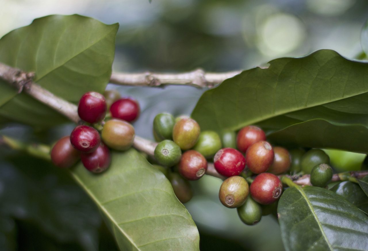 TIMOR LESTE FARMGATE ORGANIC ERMERA KOLKOLI - 30311 - 30.0 Kg GrainPro ...