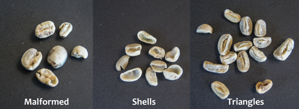 Grading Green Coffee | Royal Coffee