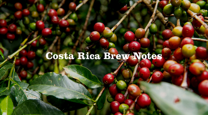 Brew Notes | Royal Coffee