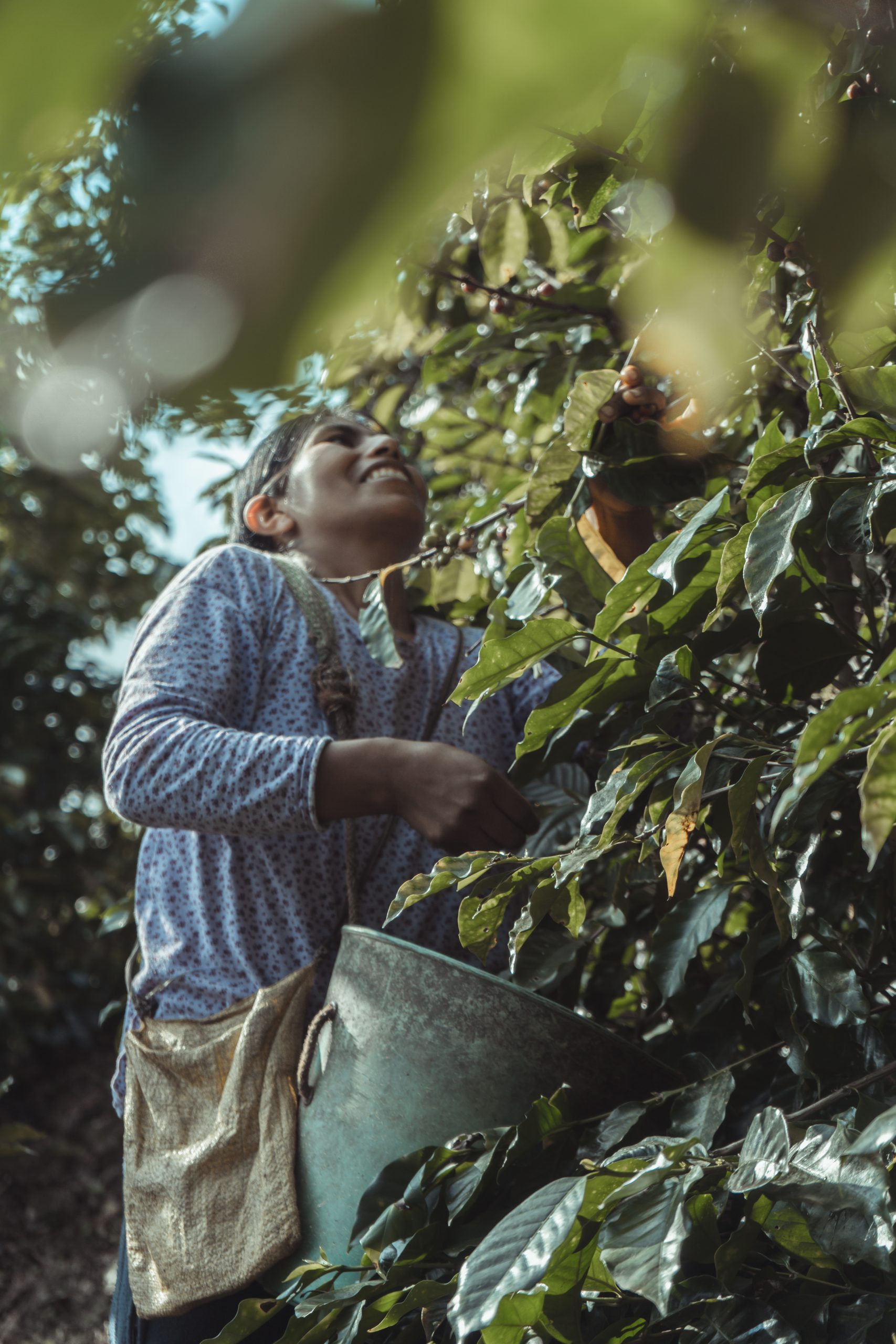 The New Wave of Bolivian Coffee | Royal Coffee