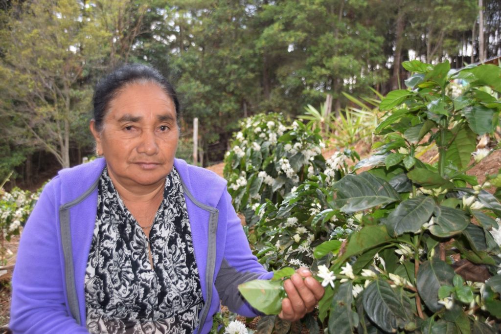 ROYAL GEM HONDURAS FT-FLO ORGANIC COMSA MANOS DE MUJER SHG EP - 32941-1 ...