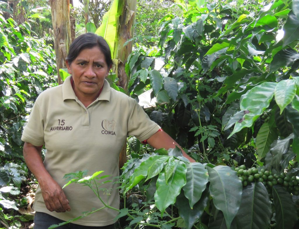 ROYAL GEM HONDURAS FT-FLO ORGANIC COMSA MANOS DE MUJER SHG EP - 32941-1 ...