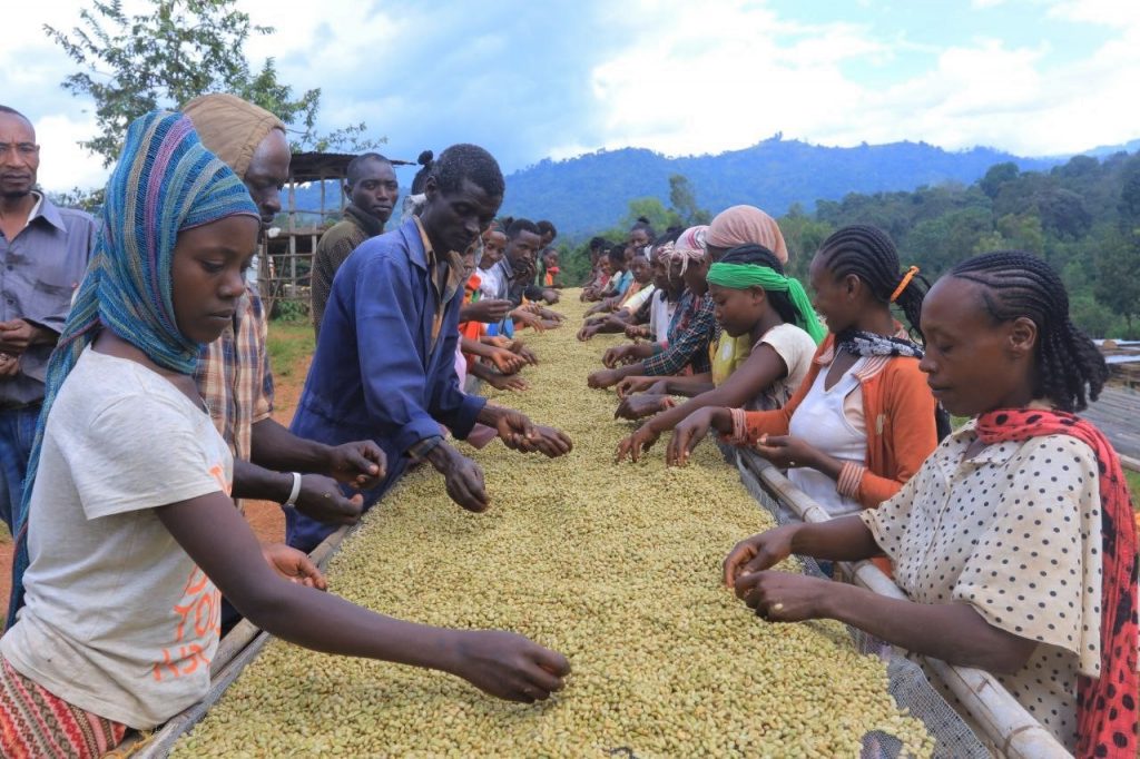 ETHIOPIA YIRGACHEFFE 2 WASHED FT-FLO/USA ORGANIC ADAME GORBOTA - 34719-1 - GrainPro Bags - SPOT ...