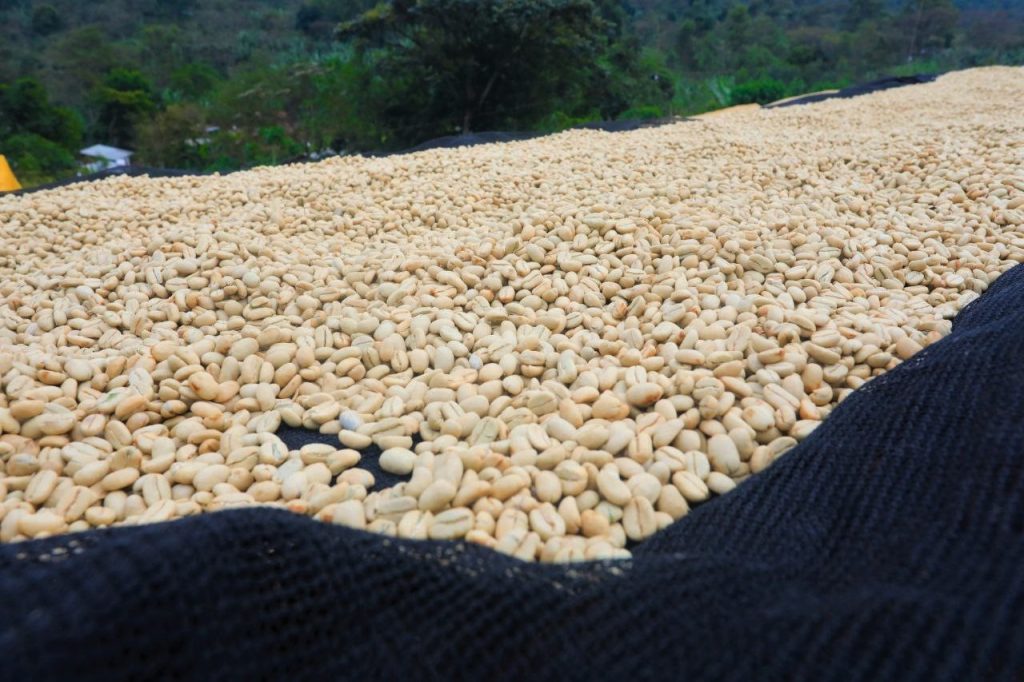 ETHIOPIA YIRGACHEFFE 2 WASHED FT-FLO/USA ORGANIC ADAME GORBOTA - 34719-1 - GrainPro Bags - SPOT ...