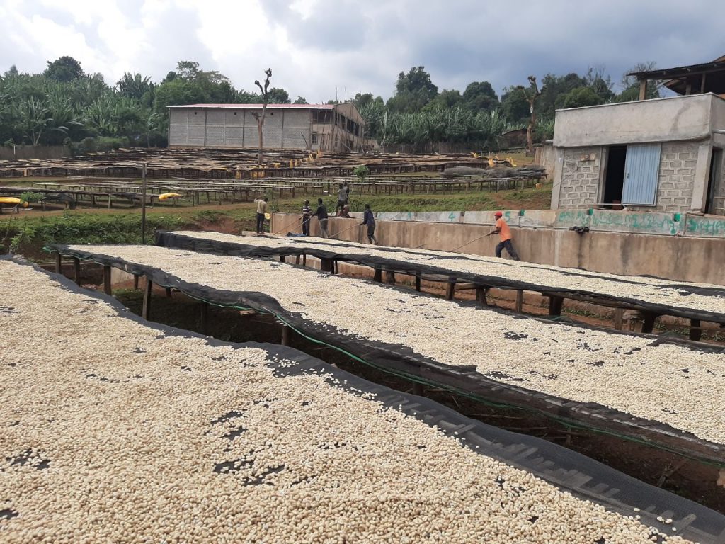 Ethiopia Yirgacheffe Gedeb 1 Washed Daniel Mijane Worka Sakaro - 29689 ...