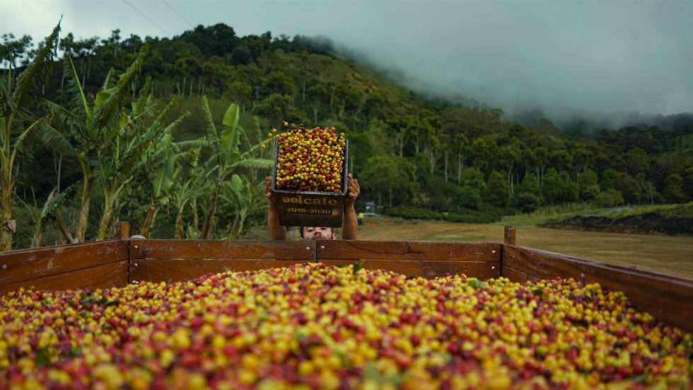 Royal Gem Costa Rica Santa Maria De Dota AA EP 50 Lb - 28680-2 - SPOT ...