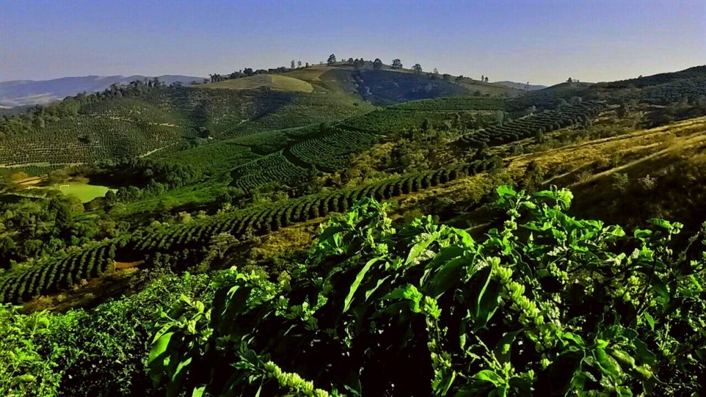 Brazil Fazenda Santa Ines Natural Yellow Bourbon 2/3 16+ - 32438 ...