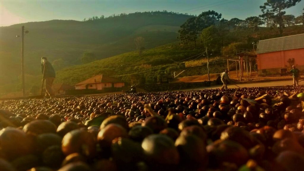 Brazil Fazenda Santa Ines Natural Yellow Bourbon 2/3 16+ - 32438 ...