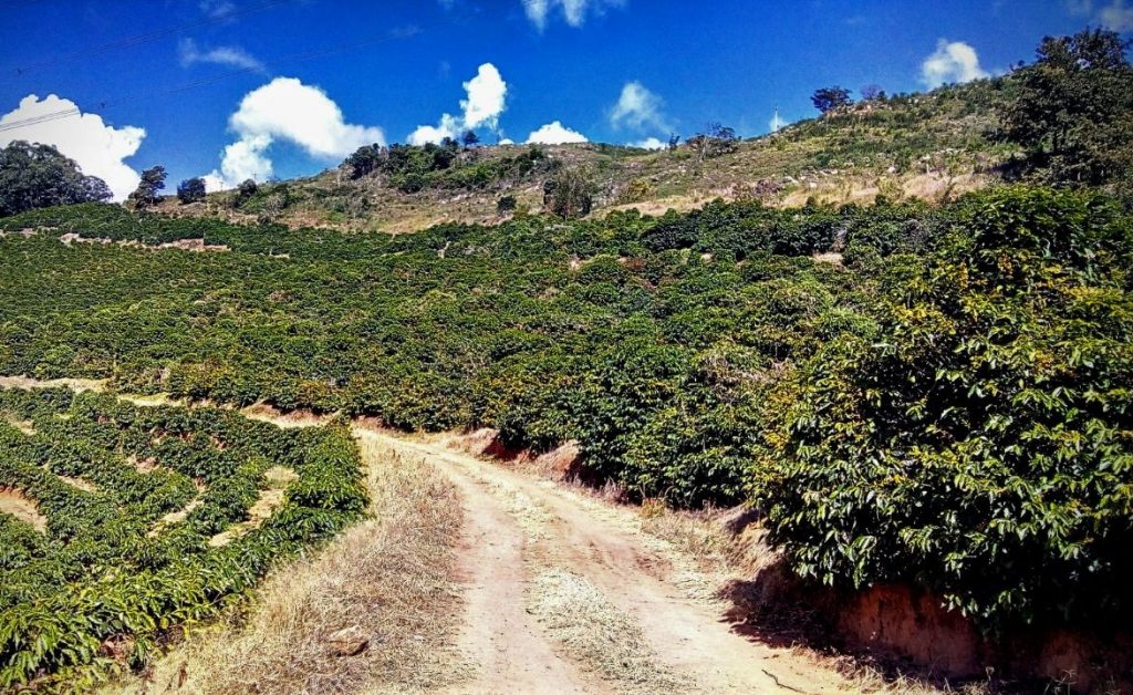 Brazil Fazenda Santa Ines Natural Yellow Bourbon 2/3 16+ - 32438 ...