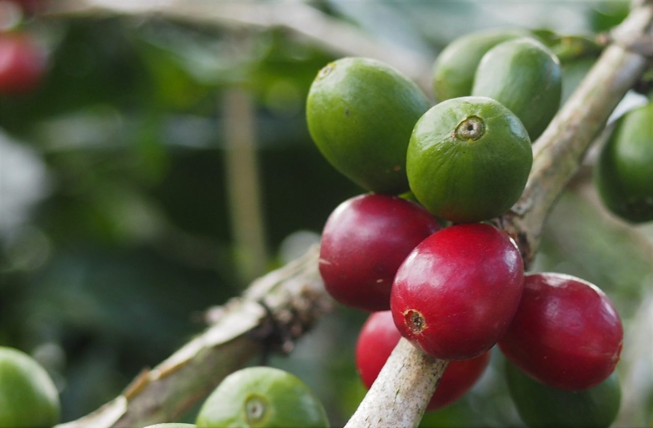 Ethiopia Yirgacheffe 3 Natural - 28568 - GrainPro Bags - SPOT CCARGO ...