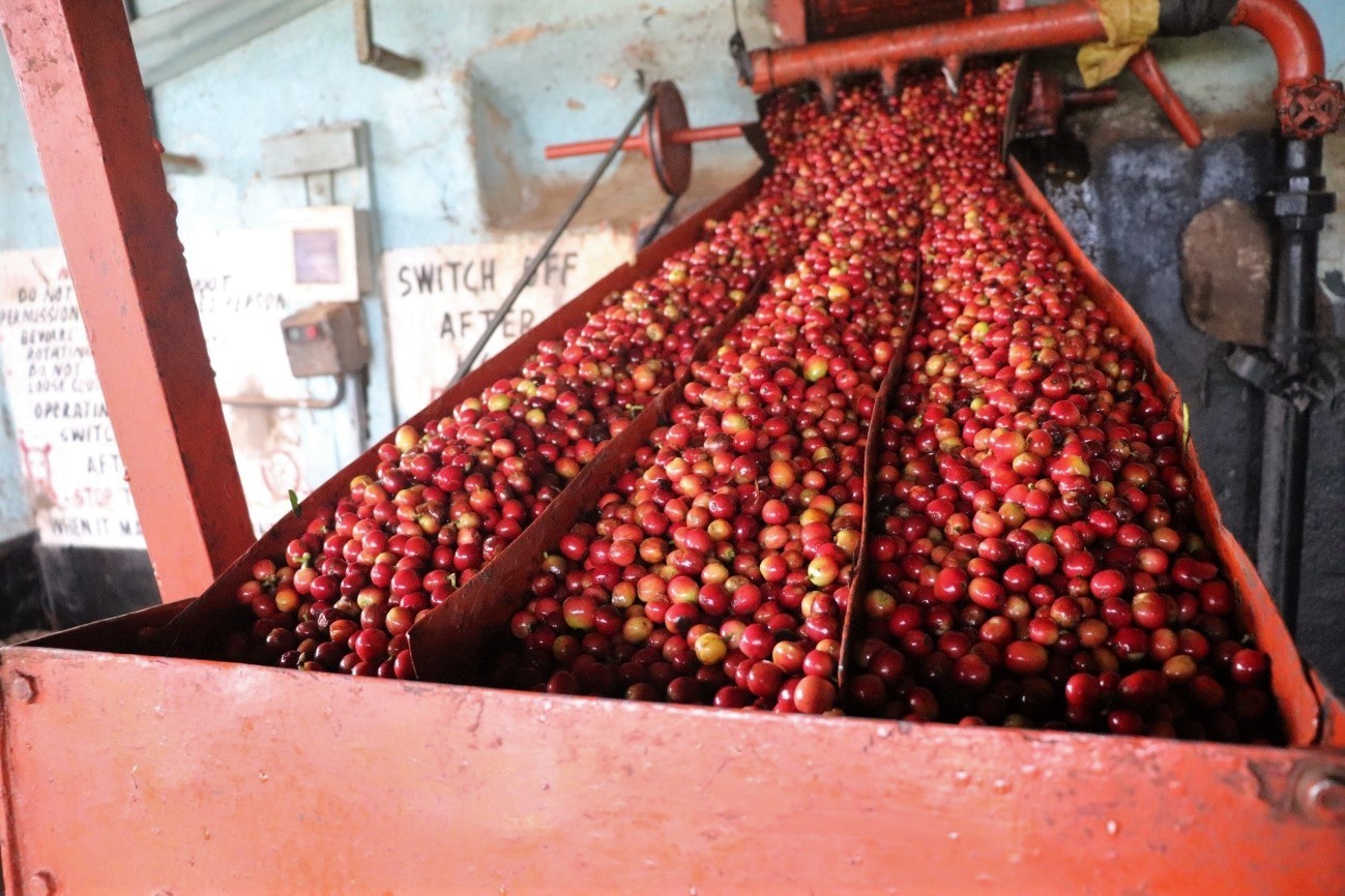 Kenya Machakos Kaliluni AA - 45KF1002 *51650* - 25562 - GrainPro Bags ...