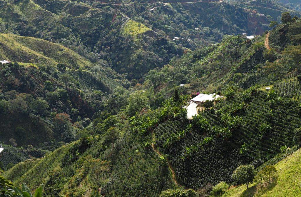 Colombia Cauca Corinto - 29221-1 - 69.9 Kg GrainPro Bags - SPOT ...