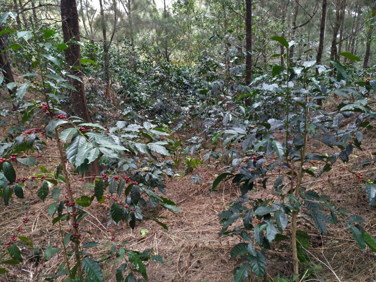 TIMOR LESTE ORGANIC ERMERA ASSUI KRAIK - *51821* - 27118 - 30.0 Kg ...