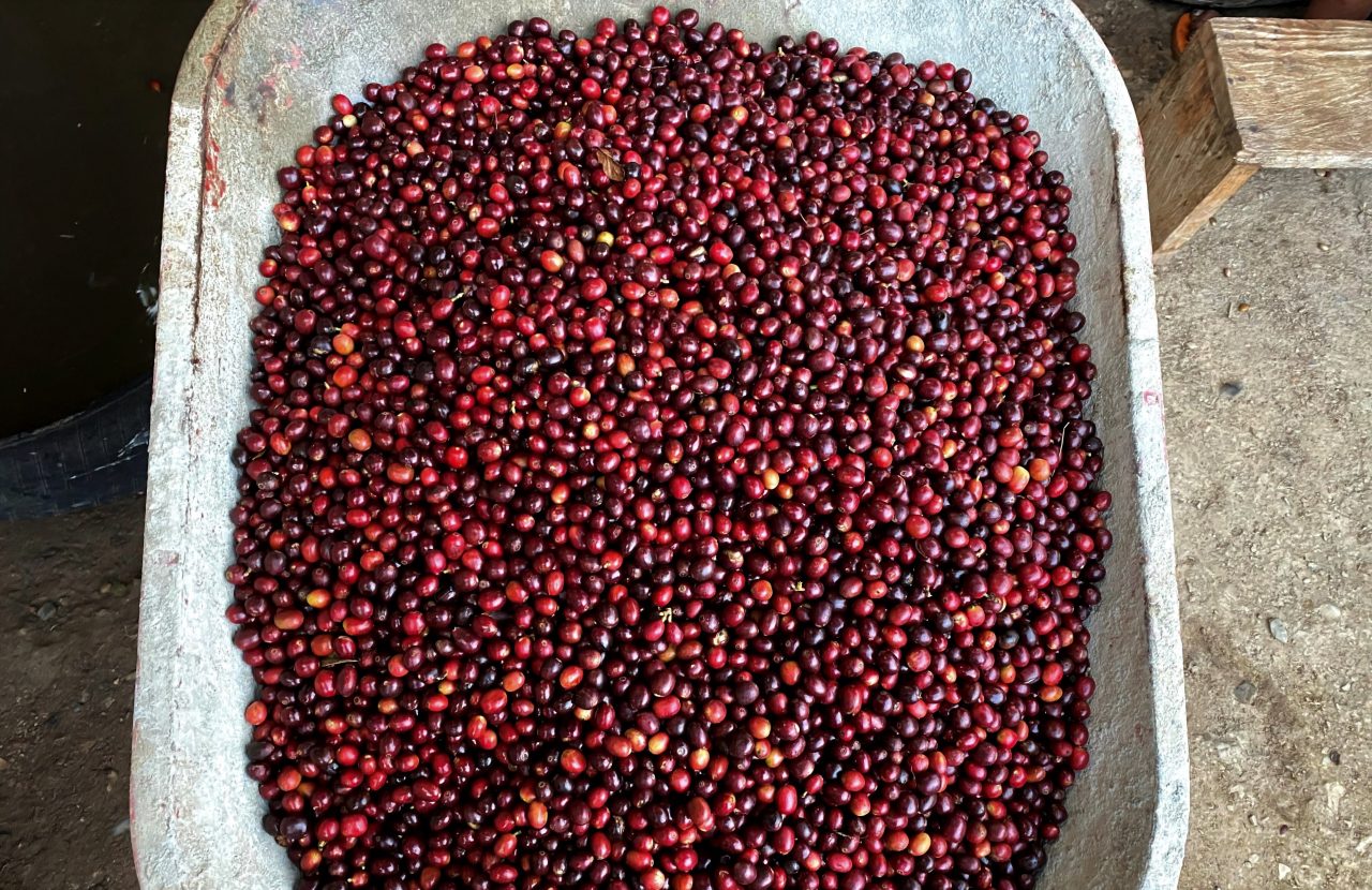 TIMOR LESTE ORGANIC ERMERA DUHOHO - *51749* - 25234 - 30.0 Kg GrainPro ...