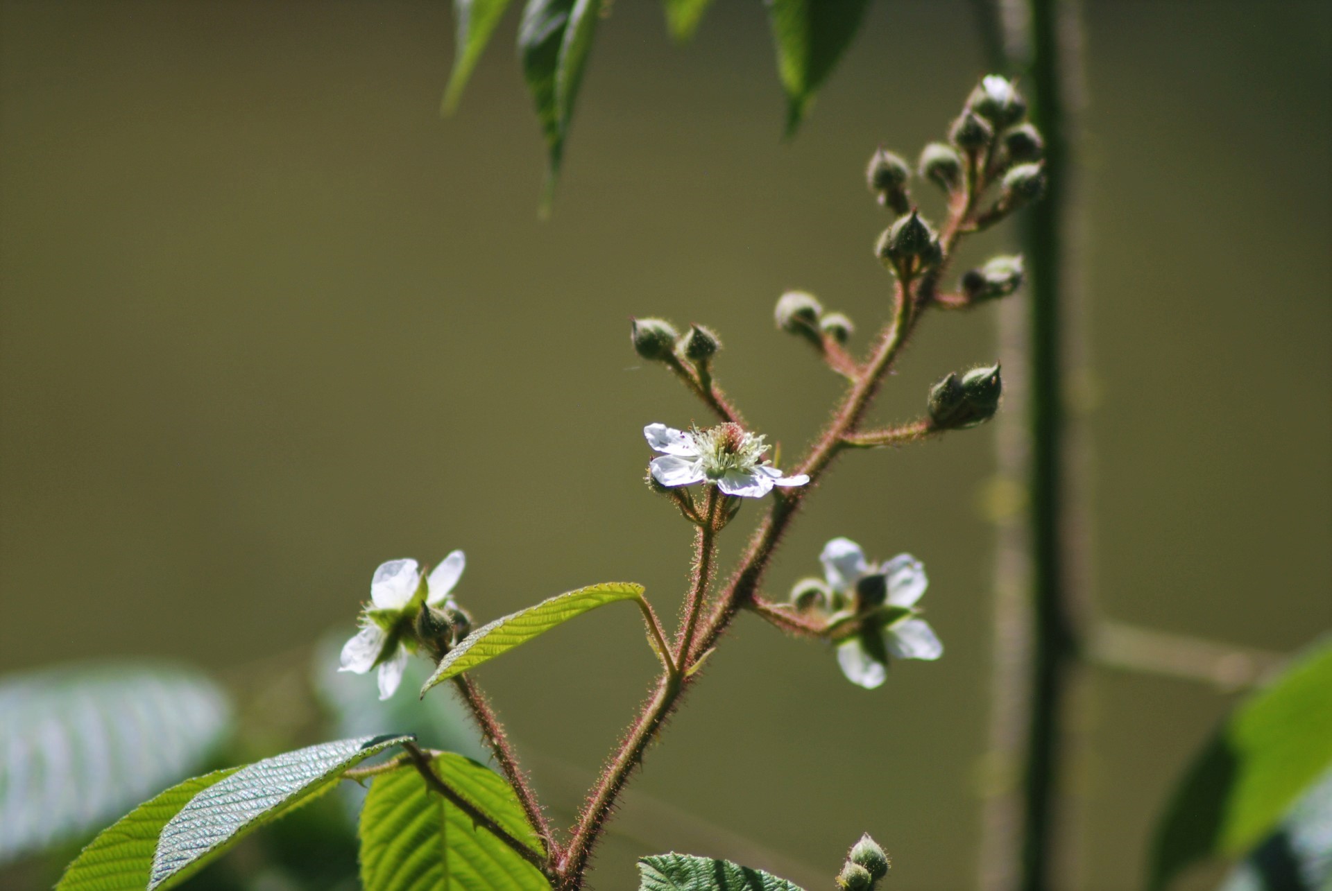 ETHIOPIA YIRGACHEFFE GRADE ZERO WASHED ARICHA KEBELE - 29016 - 30.0 kg ...