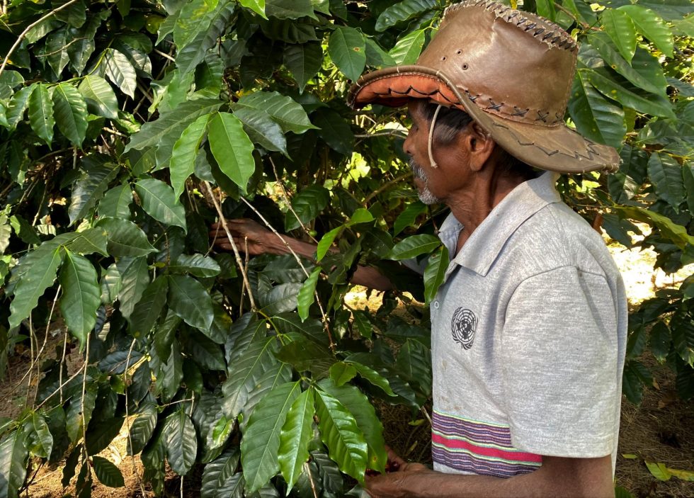 TIMOR LESTE FARMGATE ORGANIC ERMERA SABELO - 35801 - 30.0 Kg GrainPro ...