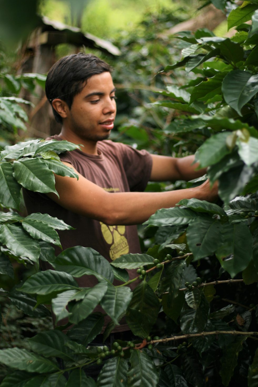 HONDURAS FT ORGANIC COMSA ERLIN ALFONSO NOLASCO VASQUEZ - HONEY - 29469 ...