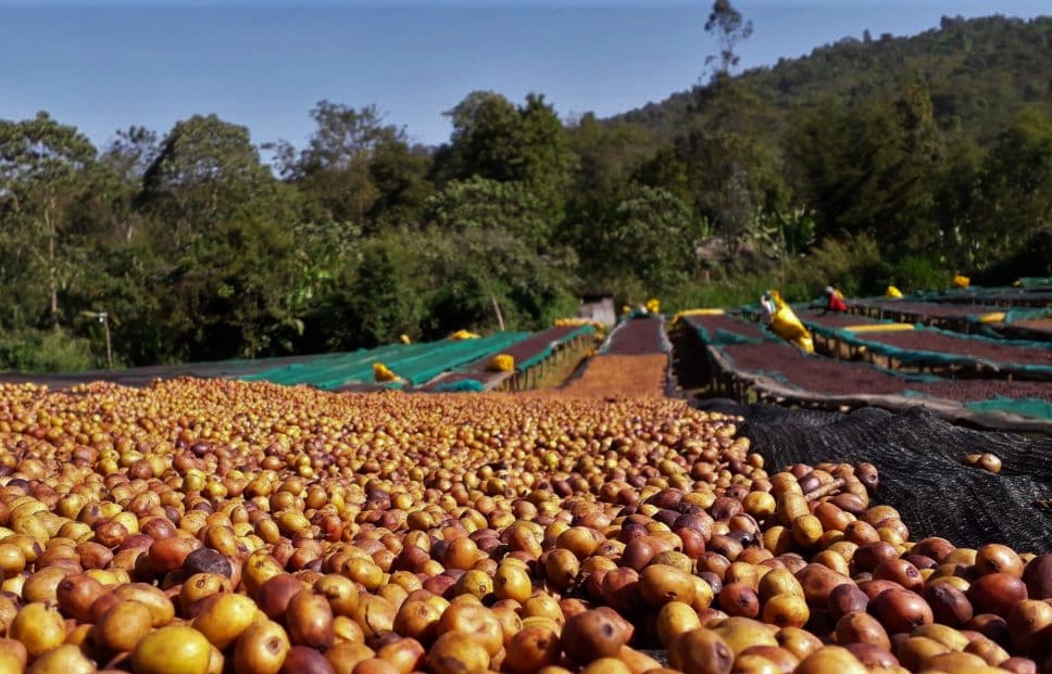 Natural Coffees - Royal Coffee