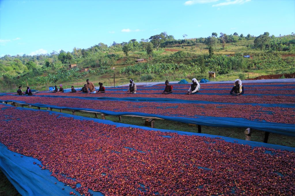 ETHIOPIA YIRGACHEFFE 3 NATURAL ORGANIC KOCHERE - *52325* - 27191 ...