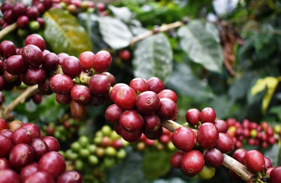 Ethiopia Farmgate COE National Select Jury Illubabor 1 Natural Alam ...