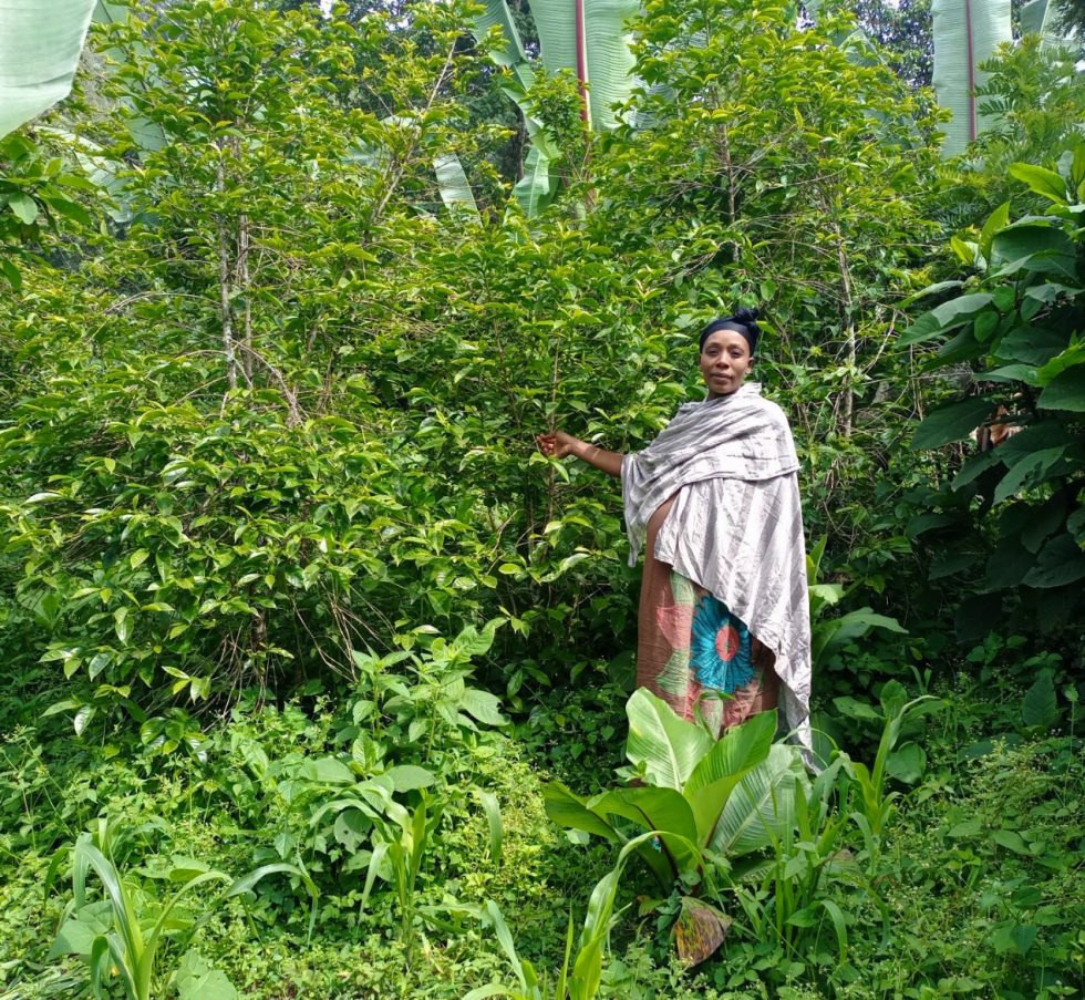 Ethiopia Farmgate COE National Select Jury Guji 1 Natural Aberash ...