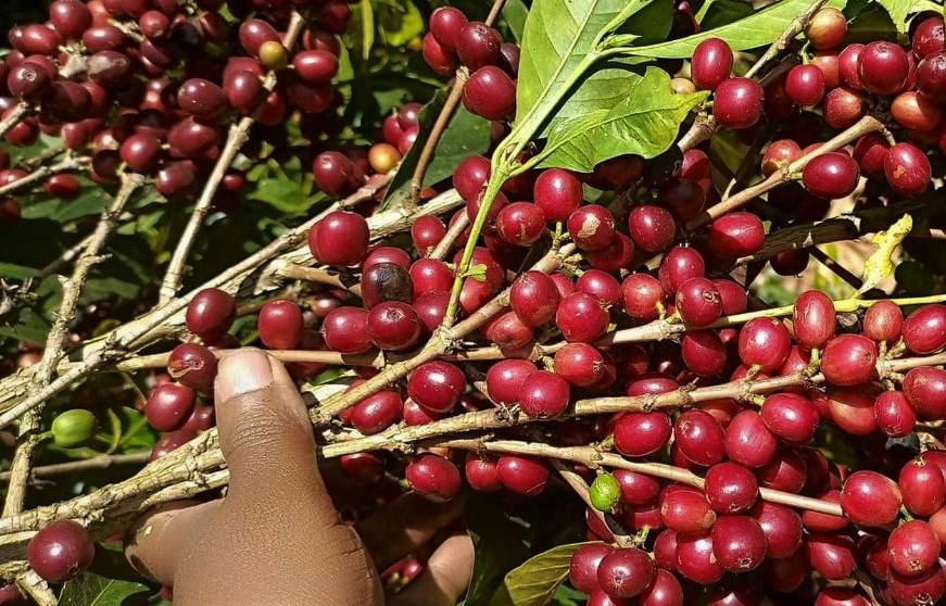 Ethiopia Limu 3 Natural Kossa Geshe - 29012 - GrainPro Bags - SPOT RCWHSE | Royal Coffee