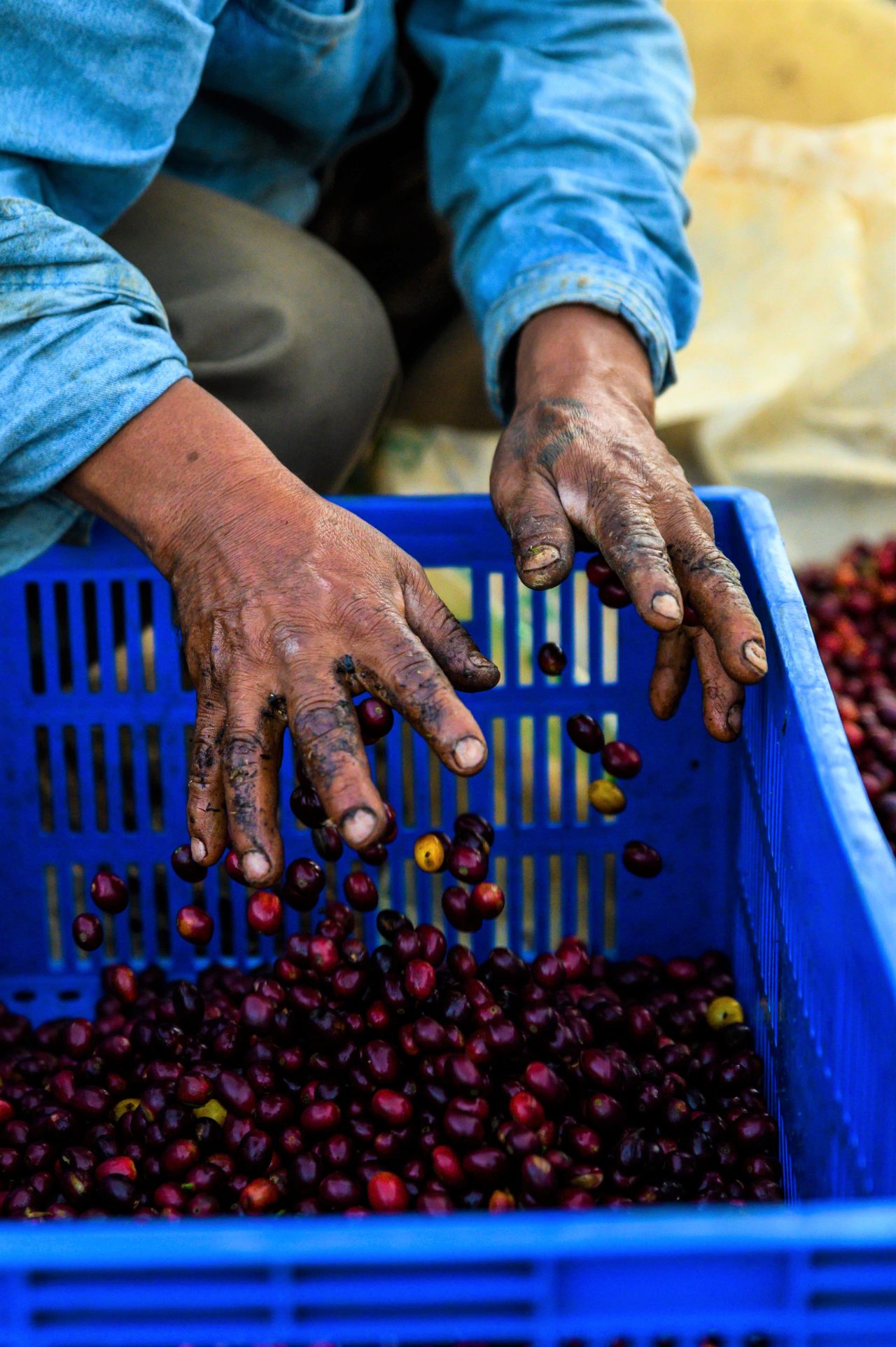 Bolivia Irupana Agricafe Sol De La Manana Honey Caturra - 31413 - 60.0 ...
