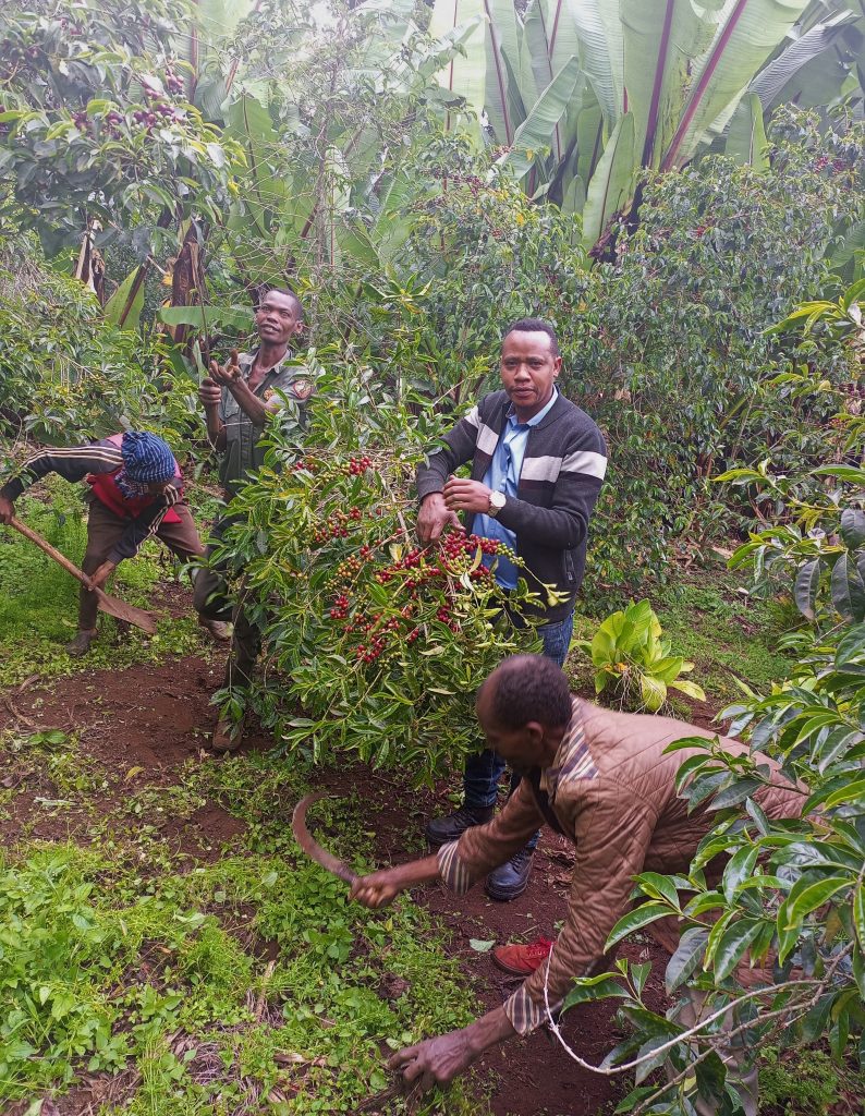 ETHIOPIA YIRGACHEFFE 1 NATURAL ORGANIC NEGATU WOTE - 28838 - GrainPro Bags - SPOT RCWHSE | Royal ...