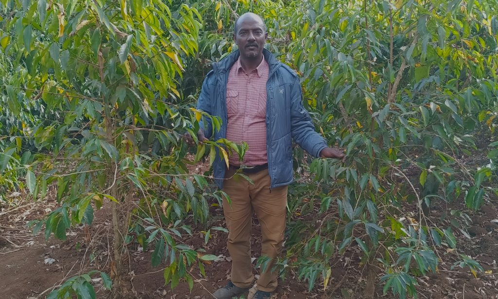 Ethiopia Sidama 1 Natural Chire Kumburta Dubaro Buko - 28448-2 ...