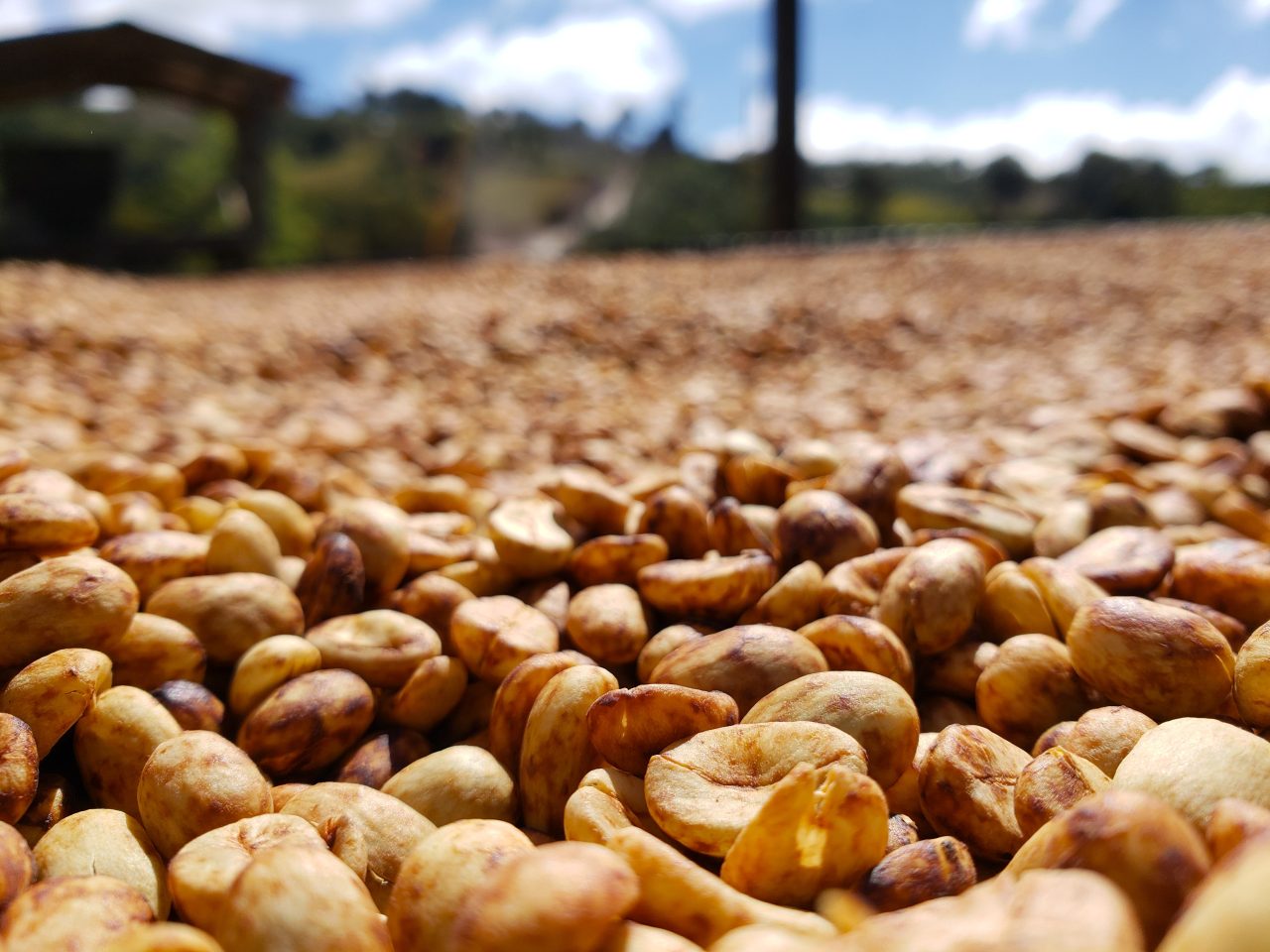 Ethiopia Gedeb 1 Yellow Honey Chelchele - Lot 012 - 30840 - GrainPro ...
