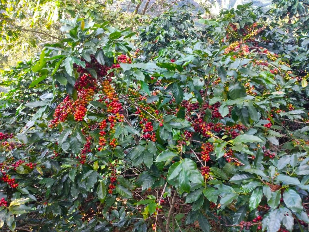 Honduras Lempira Maria Maribel Martinez Finca Aleley - 35543 - GrainPro ...