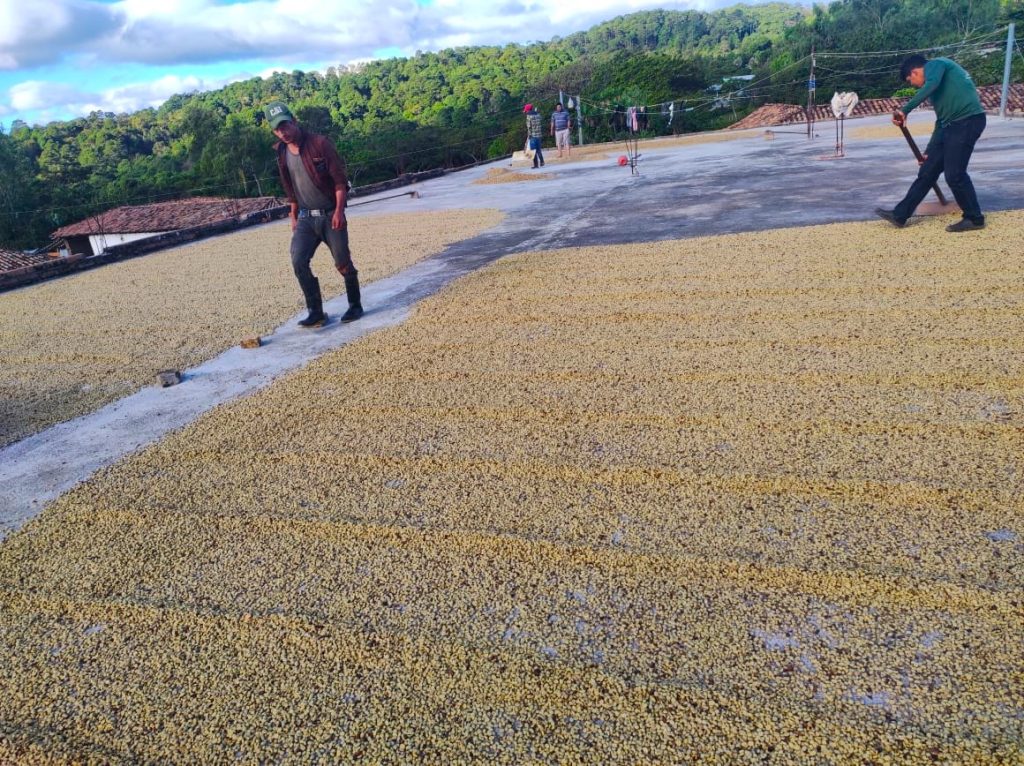 Honduras Lempira Maria Maribel Martinez Finca Aleley - 35543 - GrainPro ...